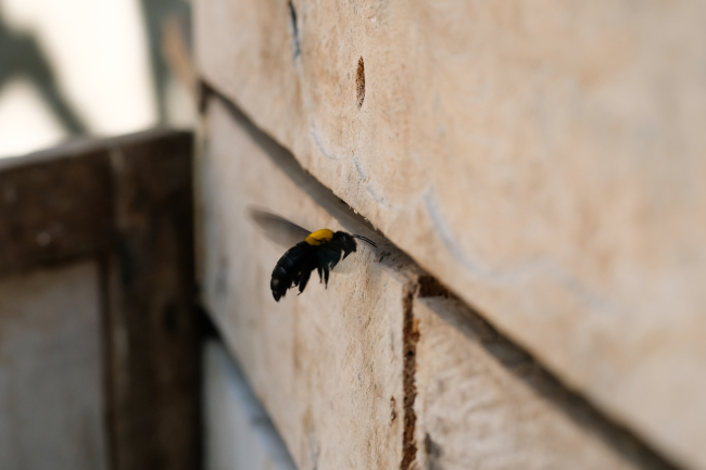 Three Reasons Bees Nesting in House Walls Are a Big Problem | Florida ...