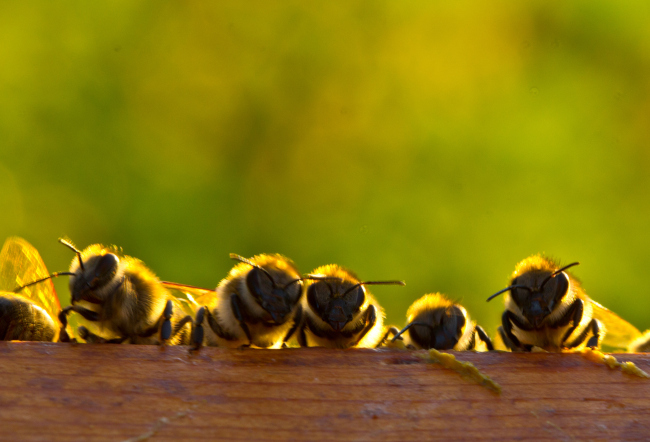 Protect Pollinators With Humane Bee Removal Services | Florida Bee Removal