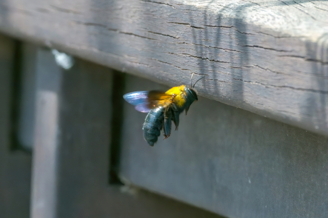 Do You Need Carpenter Bee Removal Services? | Florida Bee Removal